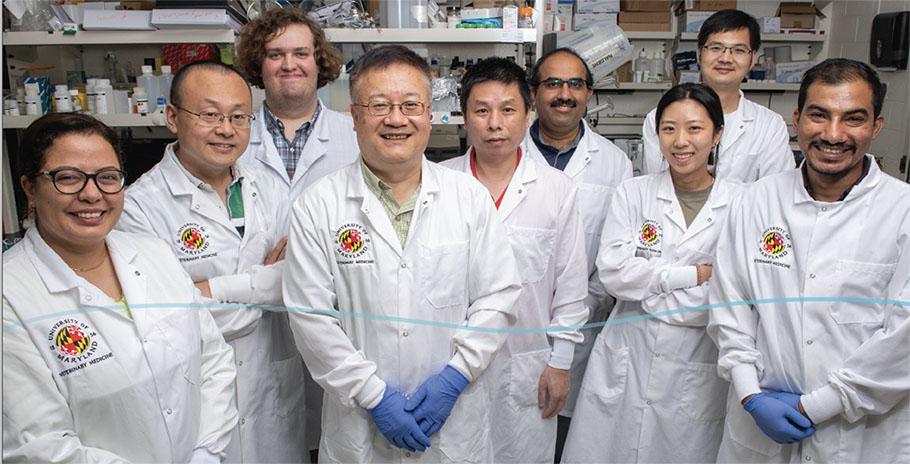 Zhu Lab Featured in Maryland Today for Nasal COVID Vaccine | Department of Veterinary Medicine